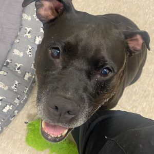 Mohawk Hudson Humane Society (MHHS) | Menands, NY