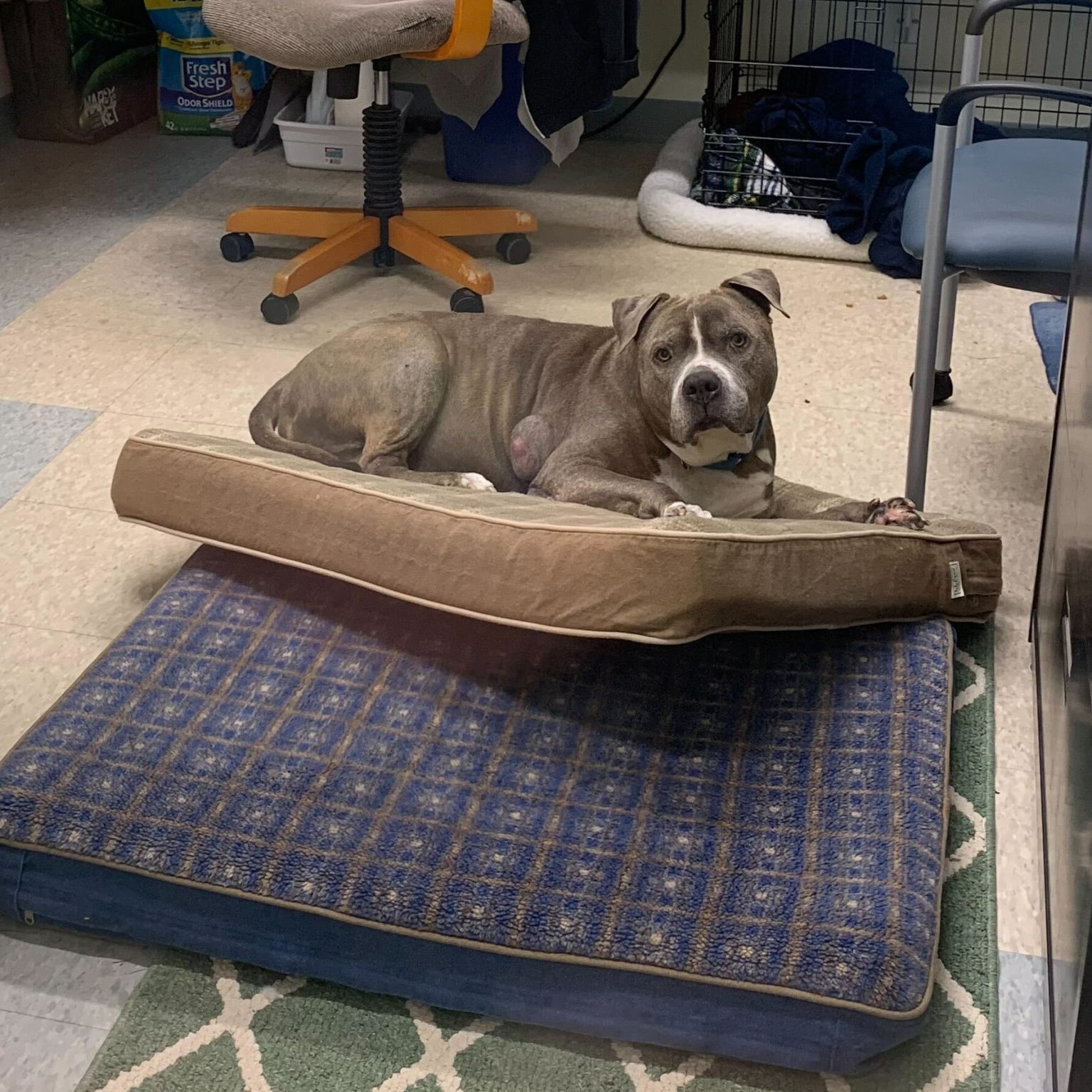 Mohawk Hudson Humane Society (MHHS) | Menands, NY