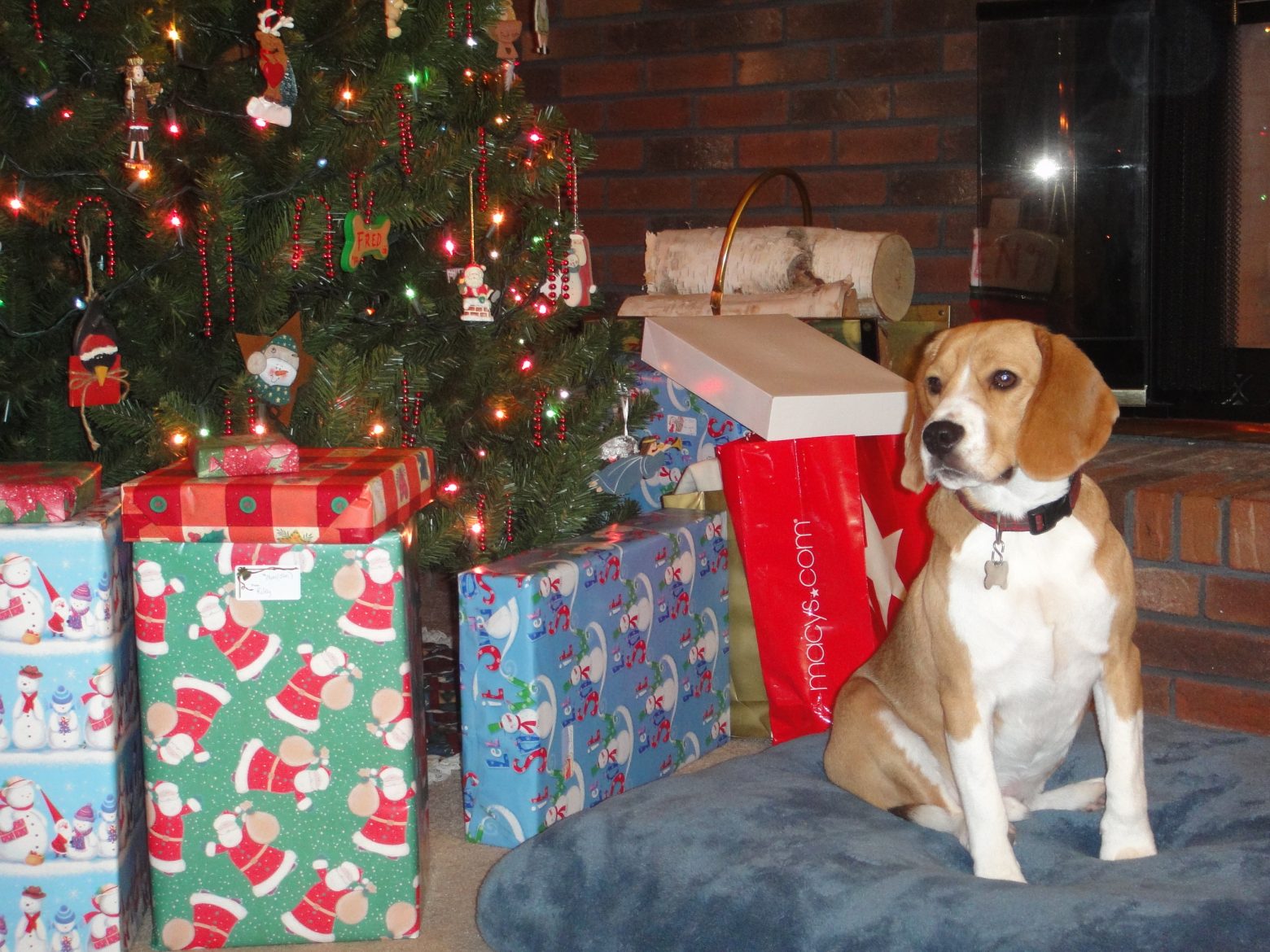 Top Holiday Tips for Dogs