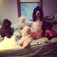 Heaven Sent Animal Rescue: Non-Profit Organization Dedicated to Finding ...