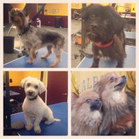 Heaven Sent Animal Rescue: Non-Profit Organization Dedicated to Finding ...