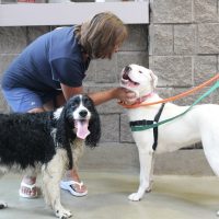 Animal Protective Foundation (APF)